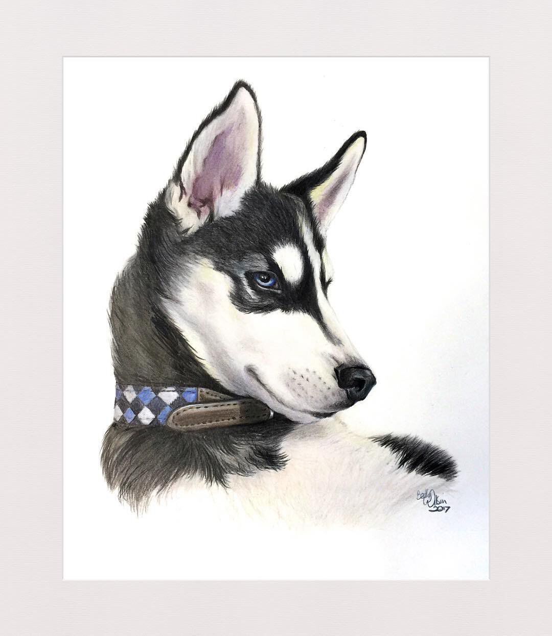 201450199-husky-sketched-with-prismacolor-colored-pencils - ttamayo.com