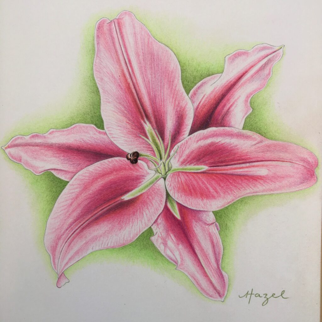 Ilustración científica botánica, en 4 pasos - ttamayo.com